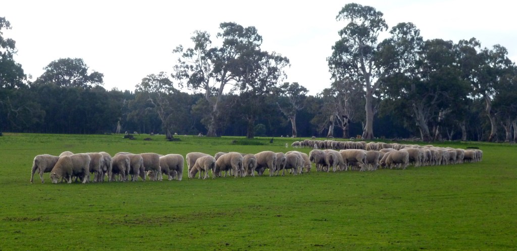 Here’s how you harvest subterranean clover seed in Australia – Family ...